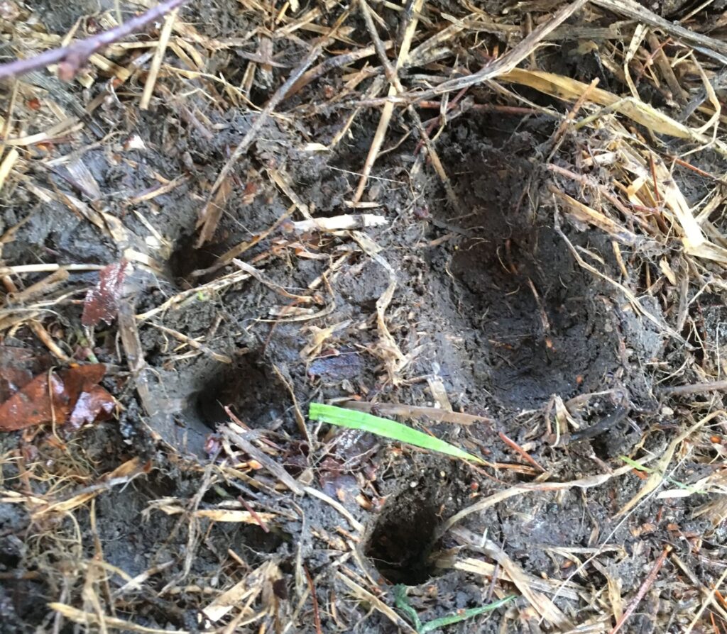 Wildlife Tracking | Live Wild